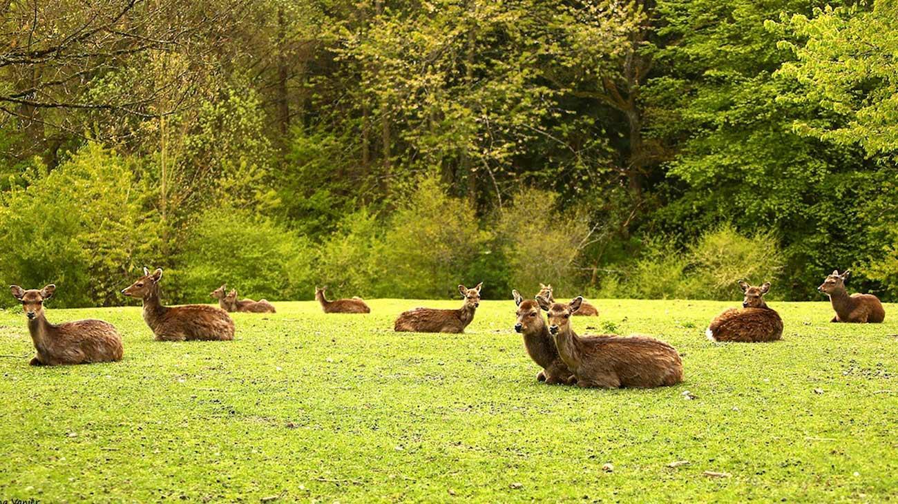 Wild- und Freizeitpark Allensbach Das Ausflugsziel für die ganze ...