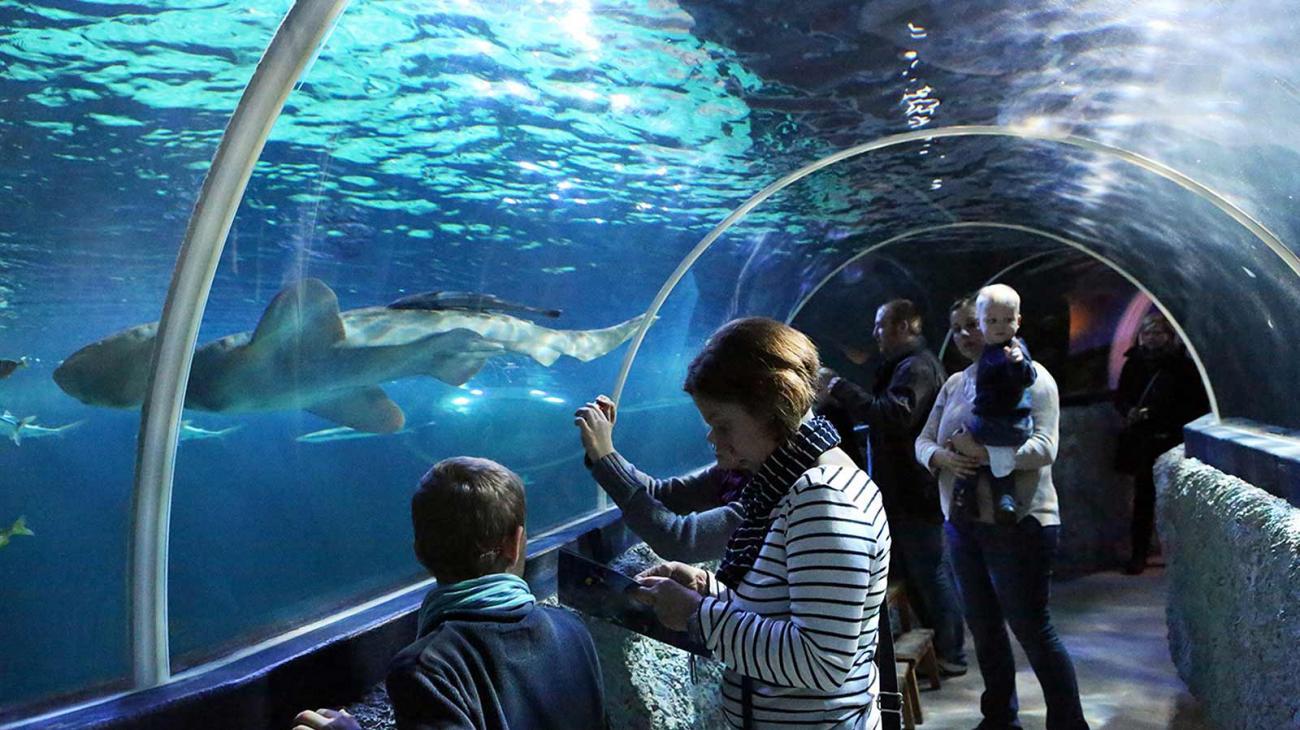 Sylt-Aquarium Erleben Sie mit allen Sinnen das Meerwasser- Aquarium auf ...